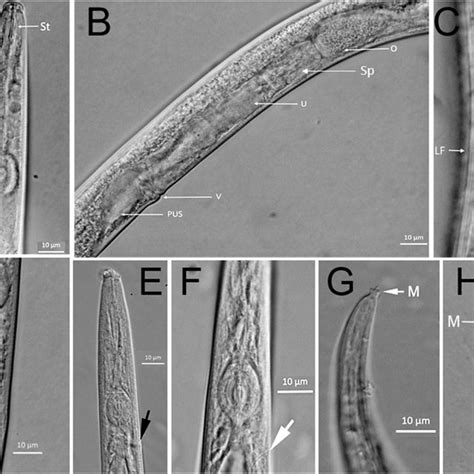 Photomicrographs Of Aphelenchoides Besseyi Female A And B Anterior