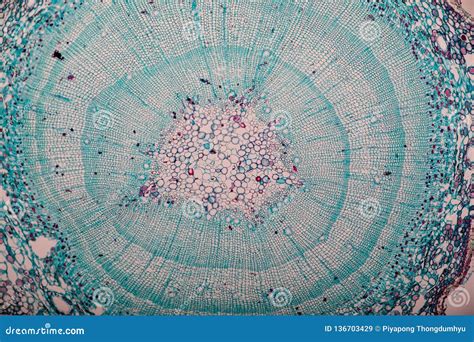 Cross Section Dicot Monocot And Root Of Plant Stem Under The