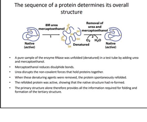 Lecture 2 Macromolecules Flashcards Quizlet