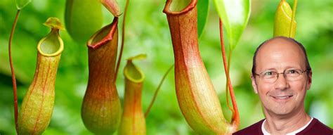 Meat Eaters Of The Plant World