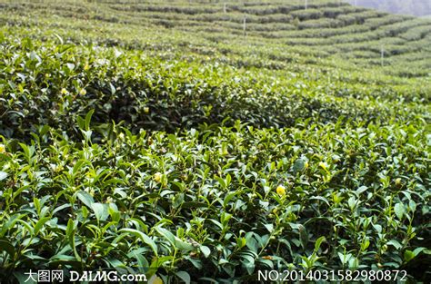 生长良好的茶叶种植园摄影高清图片 大图网图片素材