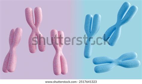 8631 Cromosomas De Hombre Royalty Free Photos And Stock Images