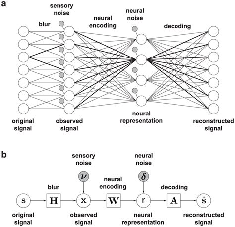 The Sensory Coding Model A Network Diagram Nodes Represent Download Scientific Diagram