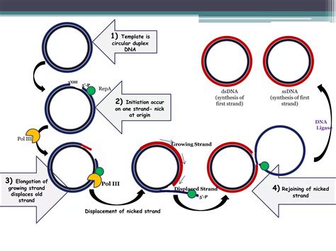 Rolling Circle Replication Pptx