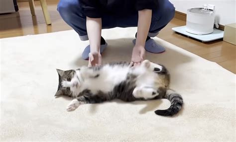 お母さんの逆鱗に触れて、思ってた以上にゴロンゴロン転がされちゃう猫達が可愛すぎる♡ エウレカねこ部