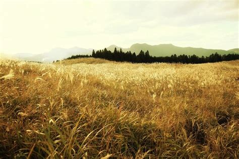 Premium Photo Grass Growing On Field Against Sky
