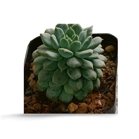 Indoor Plants Jurgon