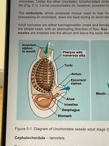 Lab Final Exam Flashcards Quizlet