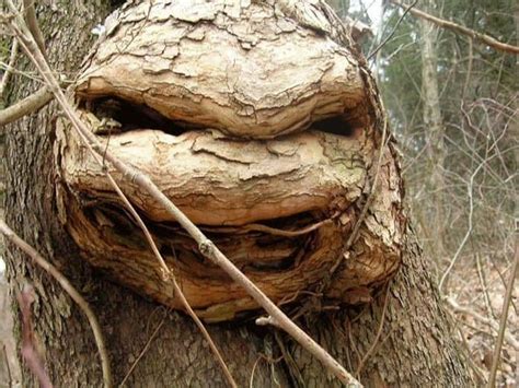 Trees That Look Like Something Else That Will Make You Do A Double Take