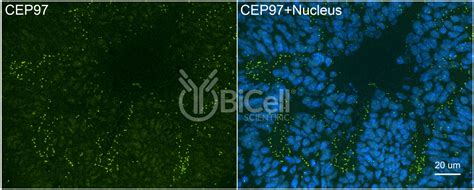Cep97 Antibody Bicell Scientific®