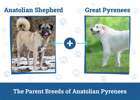 Anatolian Shepherd Growth Chart