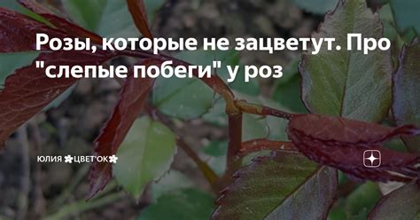 Розы которые не зацветут Про слепые побеги у роз Юлия Ламбоцкая