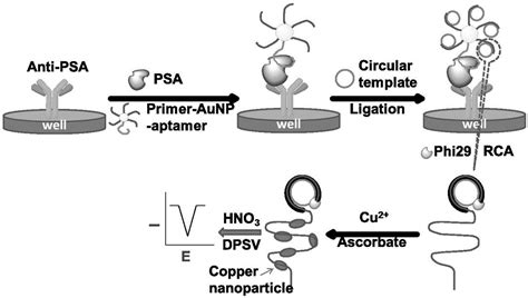 Copper Nanoparticle Synthetic Method Using Rolling Circle Amplification