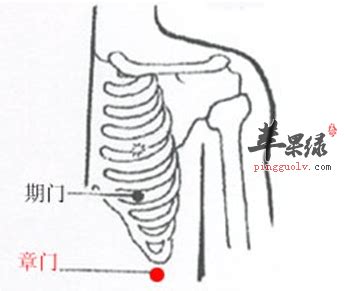 章门穴位位置图章门穴的功效与作用按摩手法苹果绿