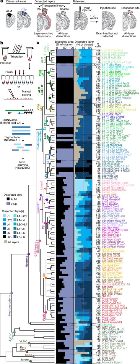 Allen Institute Researchers Leverage Scrna Seq To Compile Complete List