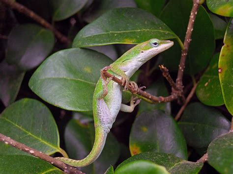Green Anole Facts And Pictures