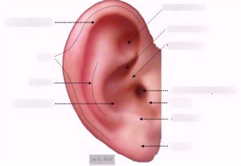 Outer Ear Anatomy Diagram Quizlet