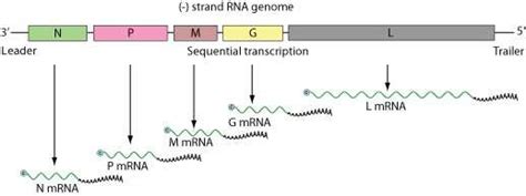 Rhabdoviridae Genome Encyclopedia Mdpi