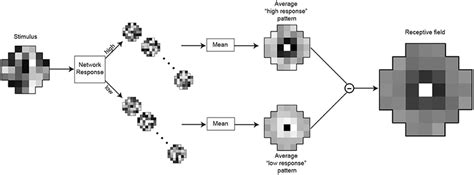 Determination Of The Integrating Neurons Receptive Field After Download Scientific Diagram