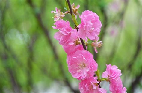 흰색 느릅 나무 매화 Hd 배경 포스터 벽보 배경 배경 일러스트 및 사진 무료 다운로드 Pngtree