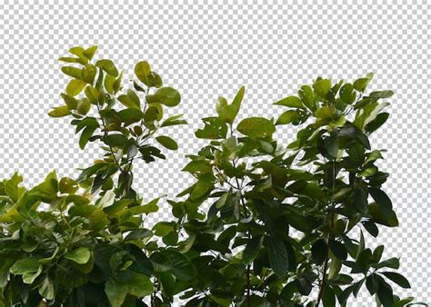 Premium Psd Green Leaf Isolated Transparency Background