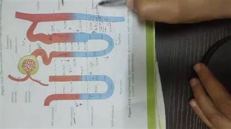 What Is The Ratio Of Concentration Of Outer Medulla To Outer Portion Of I