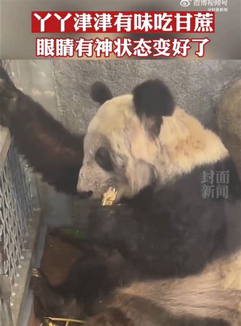 旅美大熊猫“丫丫”将由美国联邦快递直接送达上海，美方兽医陪同焦点新闻资讯 简易百科