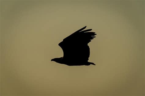 Premium Photo Silhouette Of African Fish Eagle Flying Past