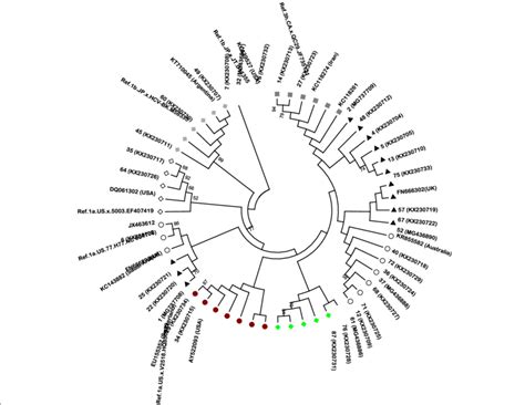Phylogenetic Analysis Of Partial Core Sequences Of Hcv Subtypes 1a And