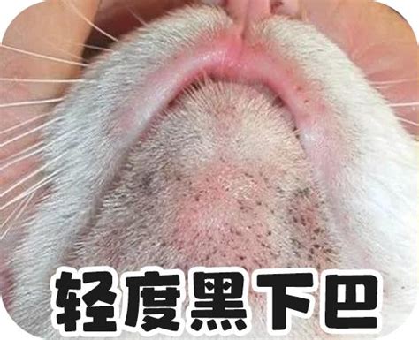 猫咪黑下巴别挤别抠内含最全治愈攻略 知乎