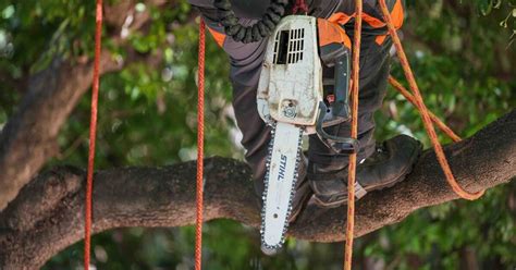 Tree Management Plan And Legal Obligation