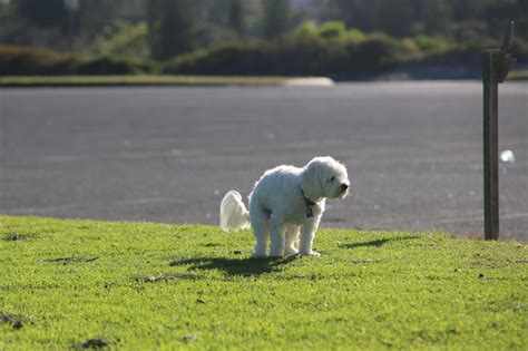 Mi Perro Tiene Diarrea Causas ¿qué Hacer Y Más