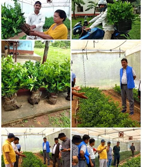 नवलपुरमा सुन्तला जात फलफूलको नर्सरी सफल बिरुवा बिक्री सुरु नवलपुर प्रेस