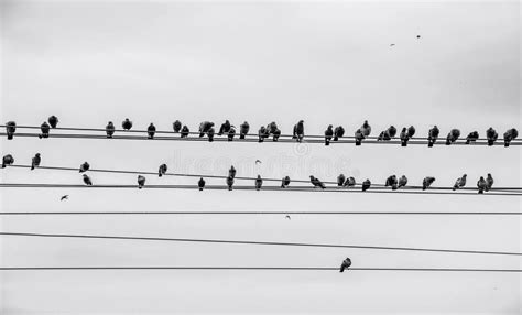 Birds On Wire Stock Image Image Of Line Swallow Horizontal 29037923