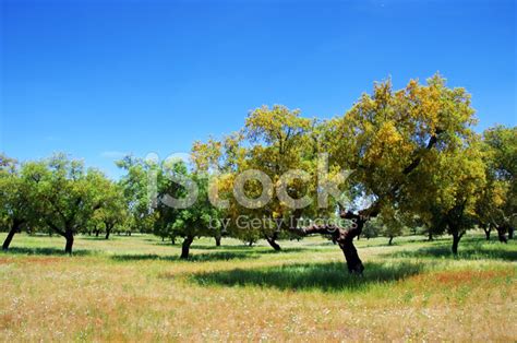 코르크 오크 나무 Quercus Suber 스톡 사진 Freeimages