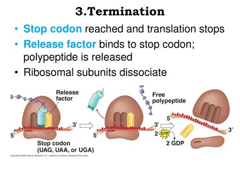 Ppt Unraveling The Mystery Of Dna From Transformation To Replication