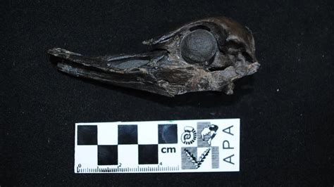 Hallan El Esqueleto De Una Nueva Especie De Ave Que Vivió En La