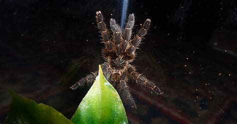 P Murinus Tcf Album On Imgur