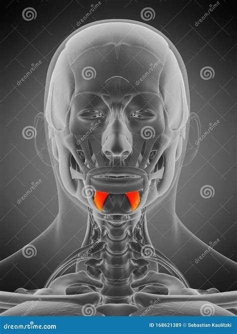 Depressor Labii Inferioris Stock Illustration Illustration Of People