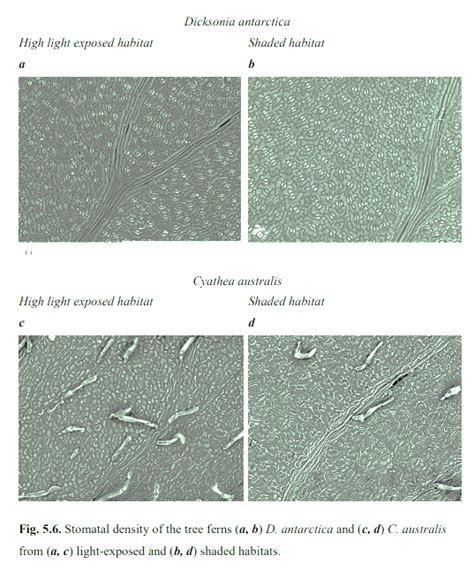 Stomata Density In Tree Ferns Plant Stomata Encyclopedia