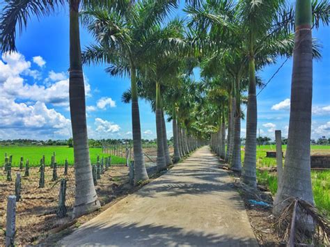 Check In đường Cau Vua Tân Trụ Tuyệt đẹp ở Long An