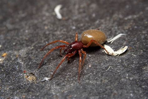10 Most Common Household Spiders In The Us Trimmed Roots
