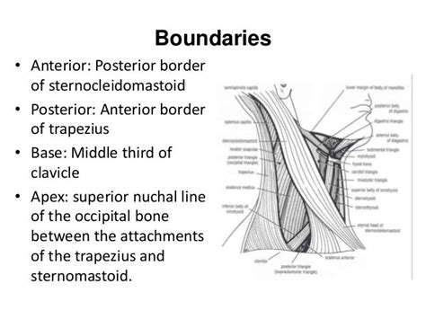 Posterior Triangle Of The Neck
