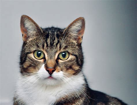 Llc En Usa Para Tienda De Gatos Razas De Gatos