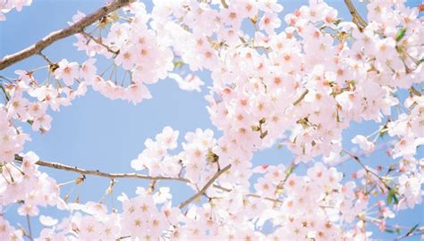 벚꽃 컴퓨터 배경화면 바탕화면 고화질 이미지 모음 봄 분위기 물씬♬ 네이버 블로그
