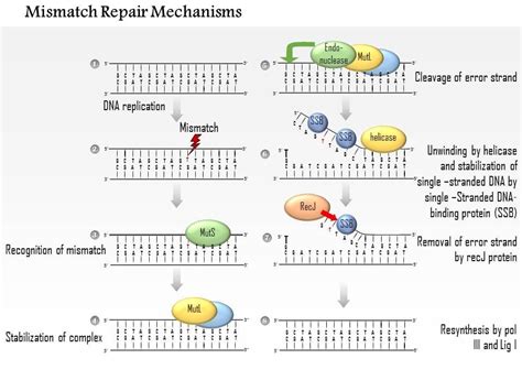 0614 Mismatch Repair Mechanisms Medical Images For Powerpoint Templates PowerPoint