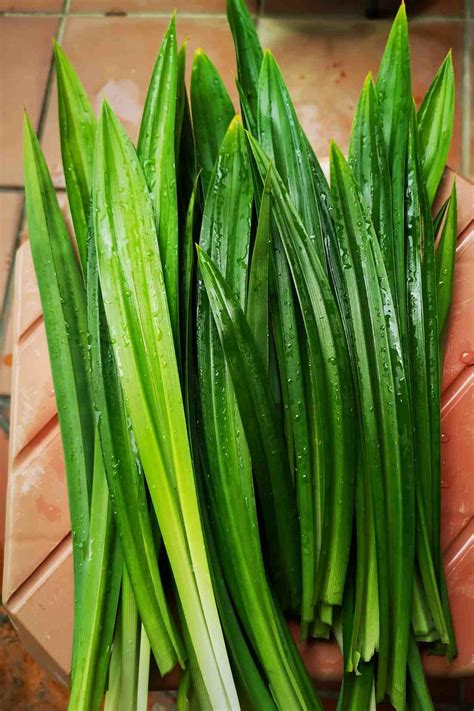 What Are Pandan Leaves
