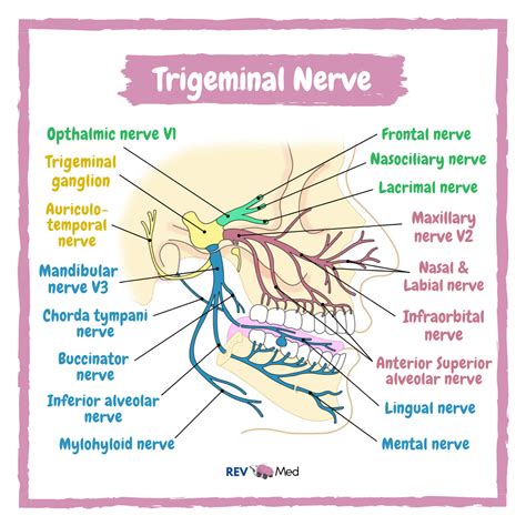 Maxillary Nerve