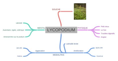 Lycopodium Coggle Diagram