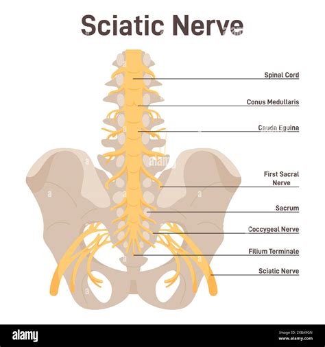 Sciatic Nerve Lower Back And Lower Limbs Ischiadic Nerve Human